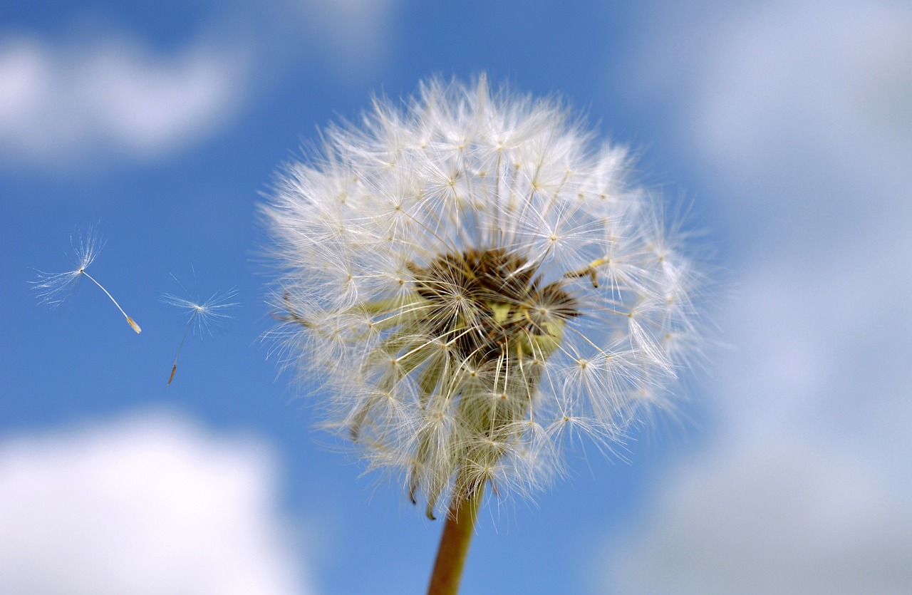 Breathe Easy How Traditional Chinese Medicine Can Help Manage